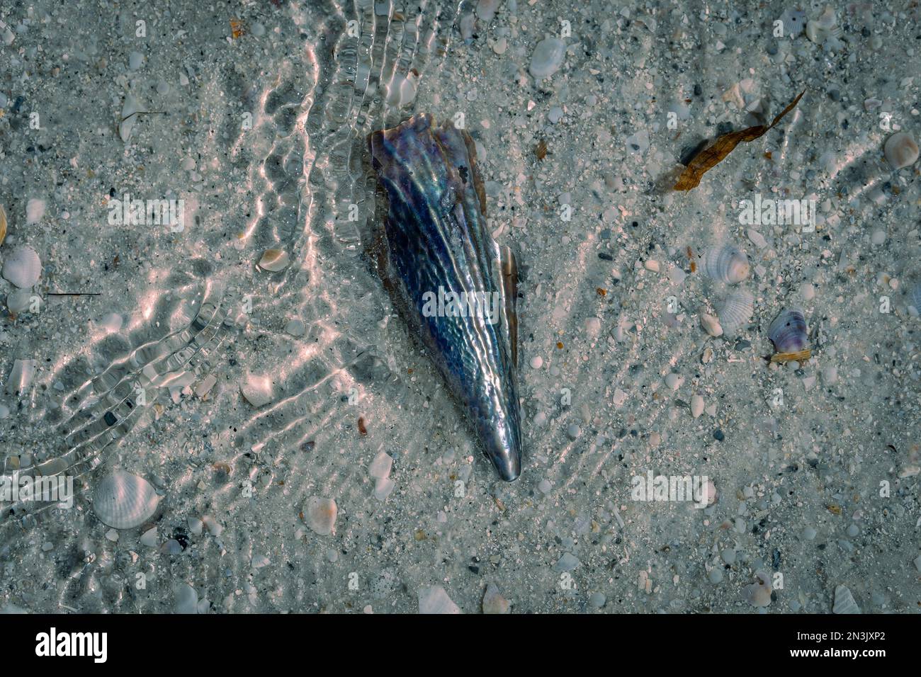 A top view of a pen shell on a sand Stock Photo - Alamy