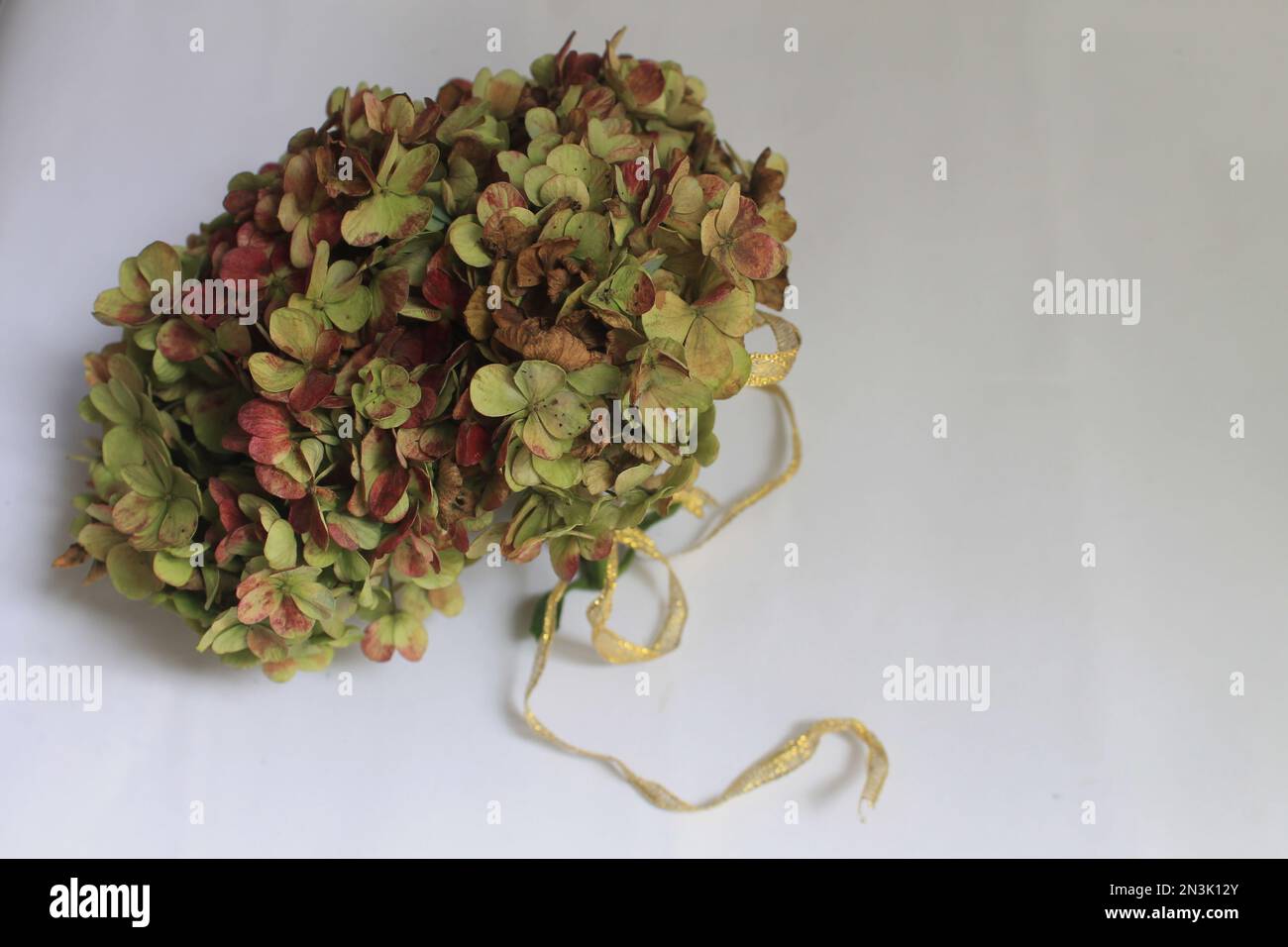 Withered hydrangea tied with gold ribbon on white background Stock ...