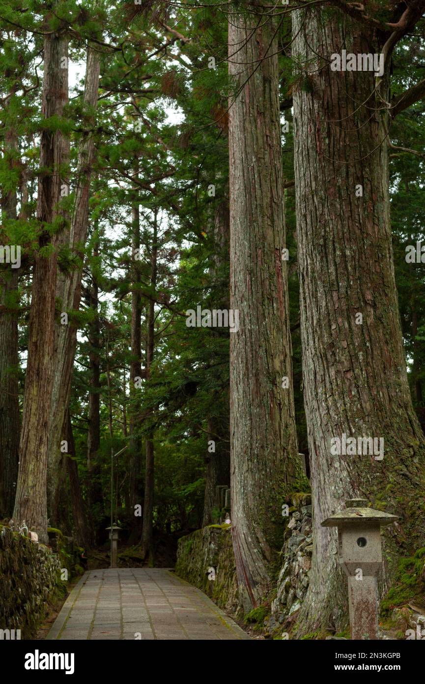 The Okunoin Cemetery at Koyasan is mossy, overgrown, and atmospheric on ...
