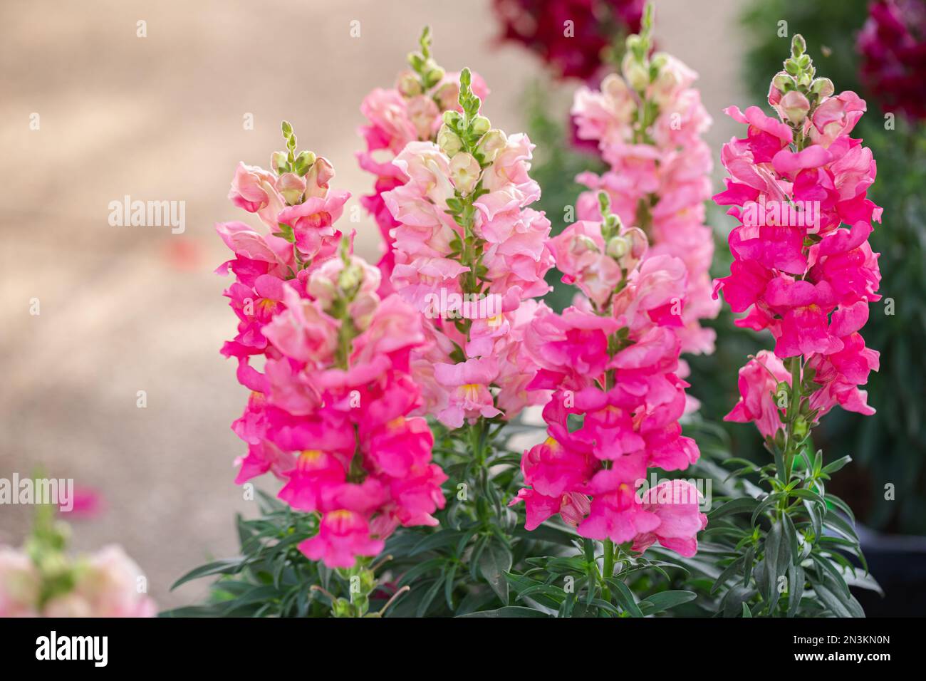 Colorful flower of Snapdragon, Antirrhinum majus Stock Photo - Alamy