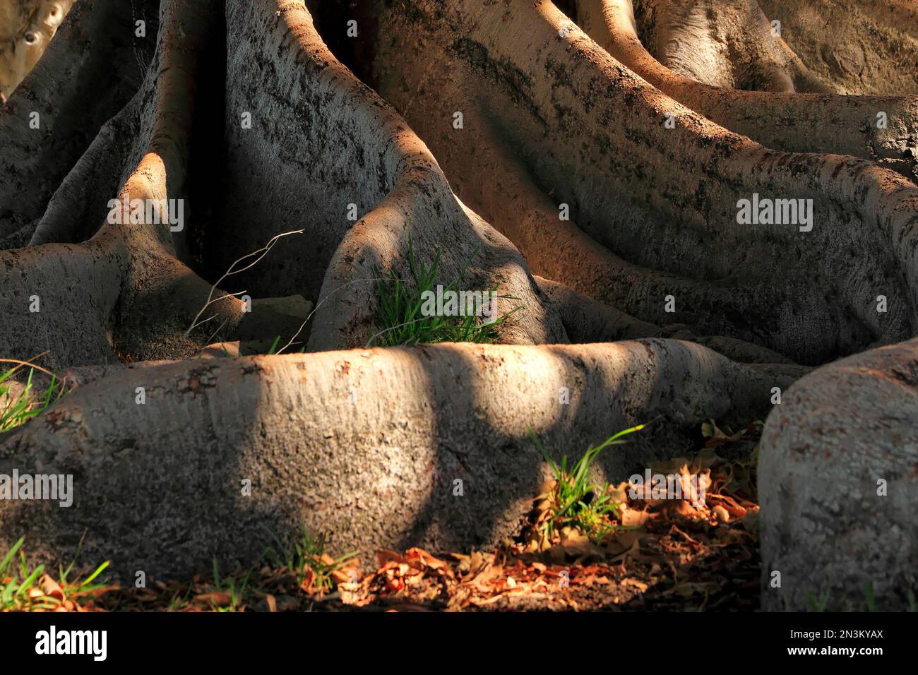 Above ground root system of a Moreton Bay fig tree ( Ficus macrophyllia ...