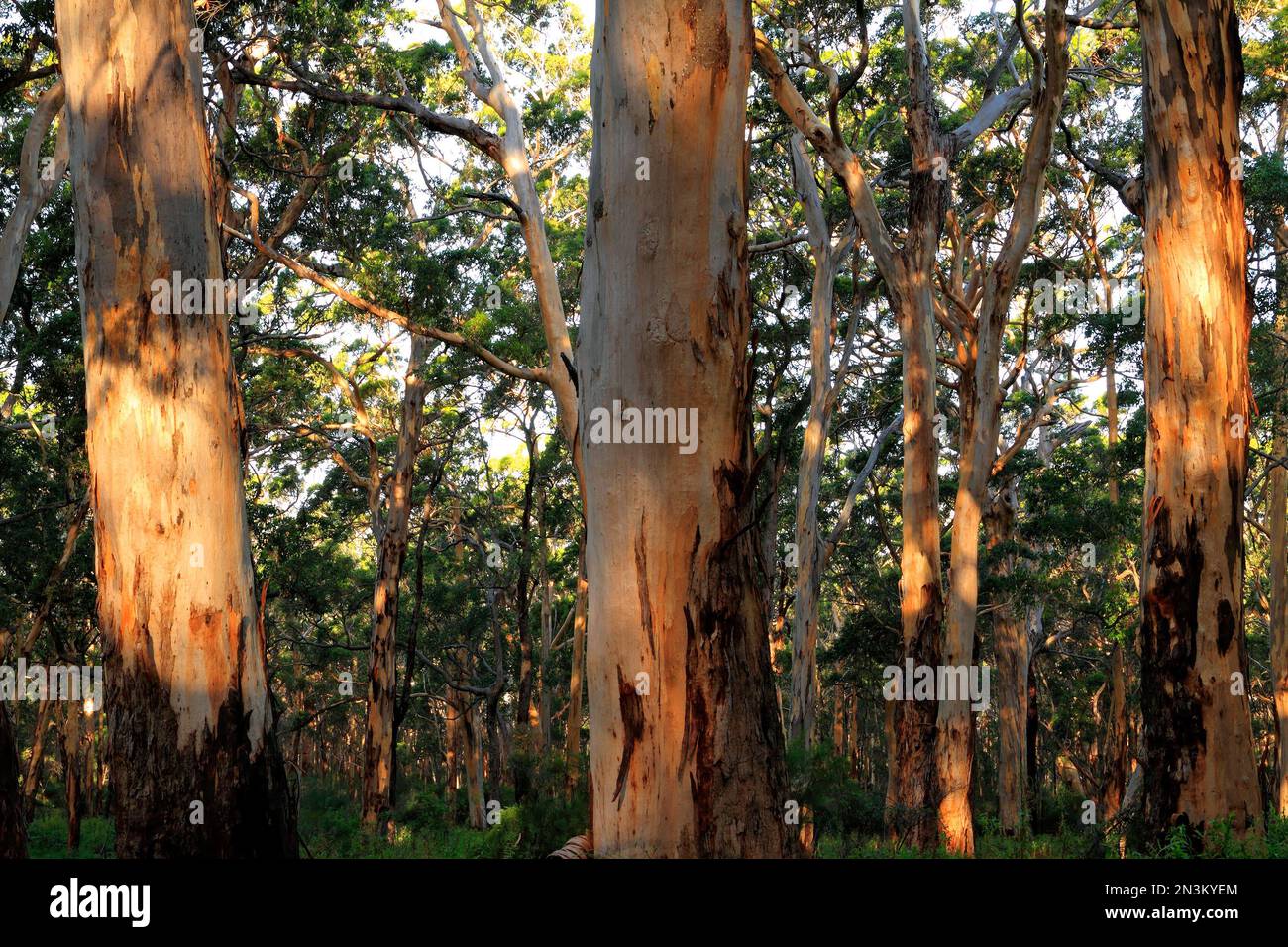 Karri trees australia western australia hi-res stock photography and ...