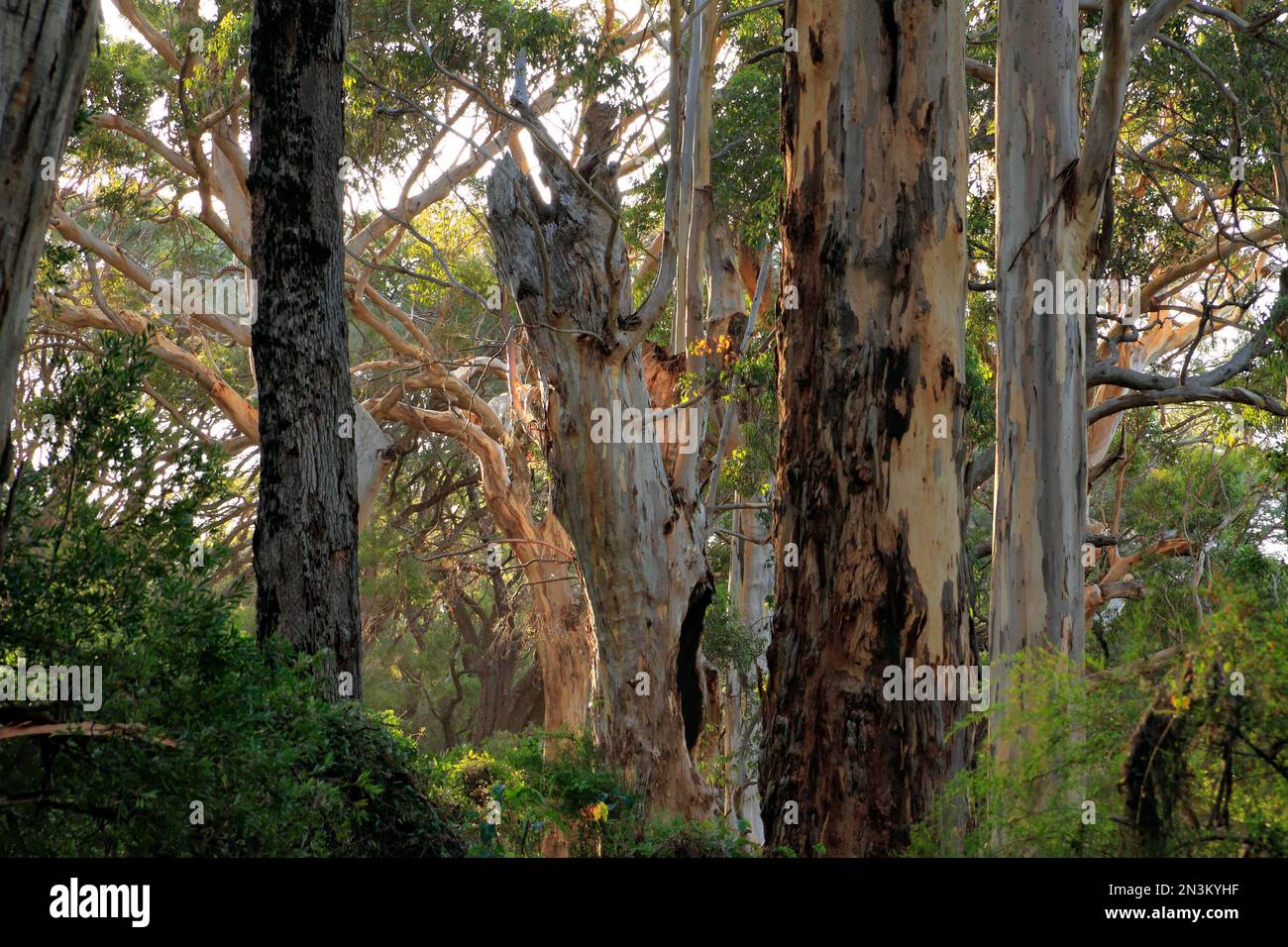 Karri trees australia western australia hi-res stock photography and ...