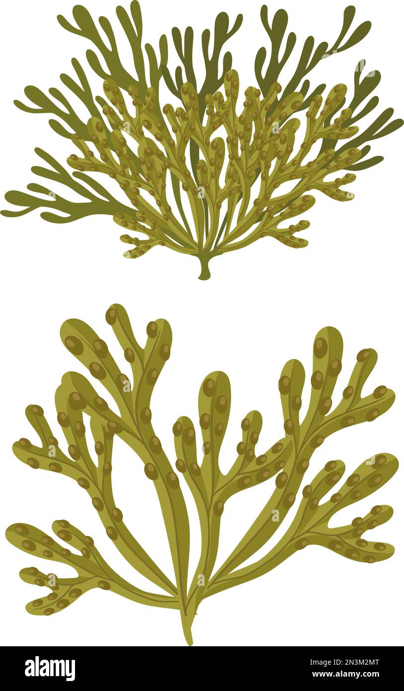 Spiral wrack Stock Vector Images - Alamy