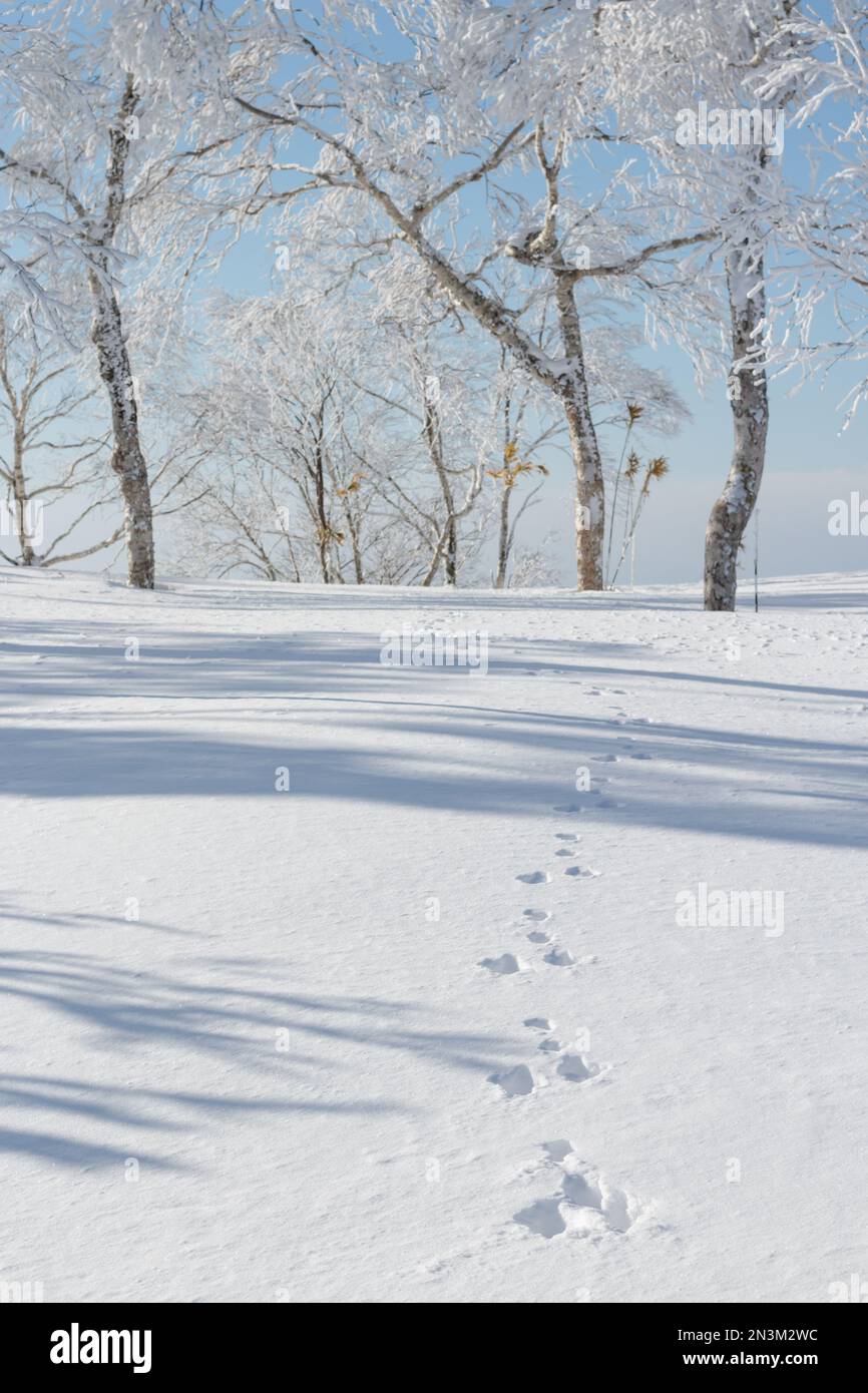 Rabbit tracks leading through snow to trees Stock Photo - Alamy