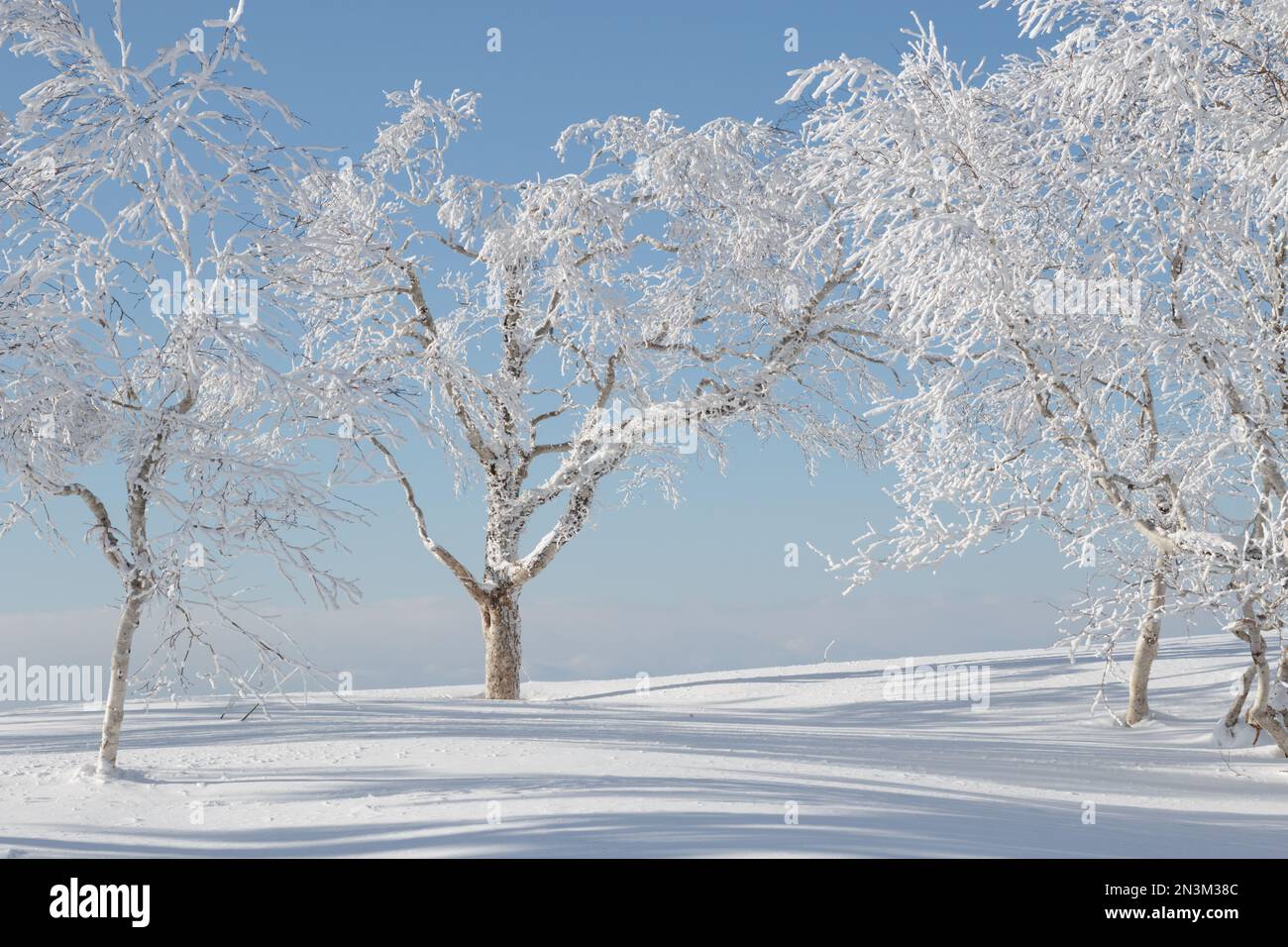 Birch trees winter landscape hi-res stock photography and images - Alamy