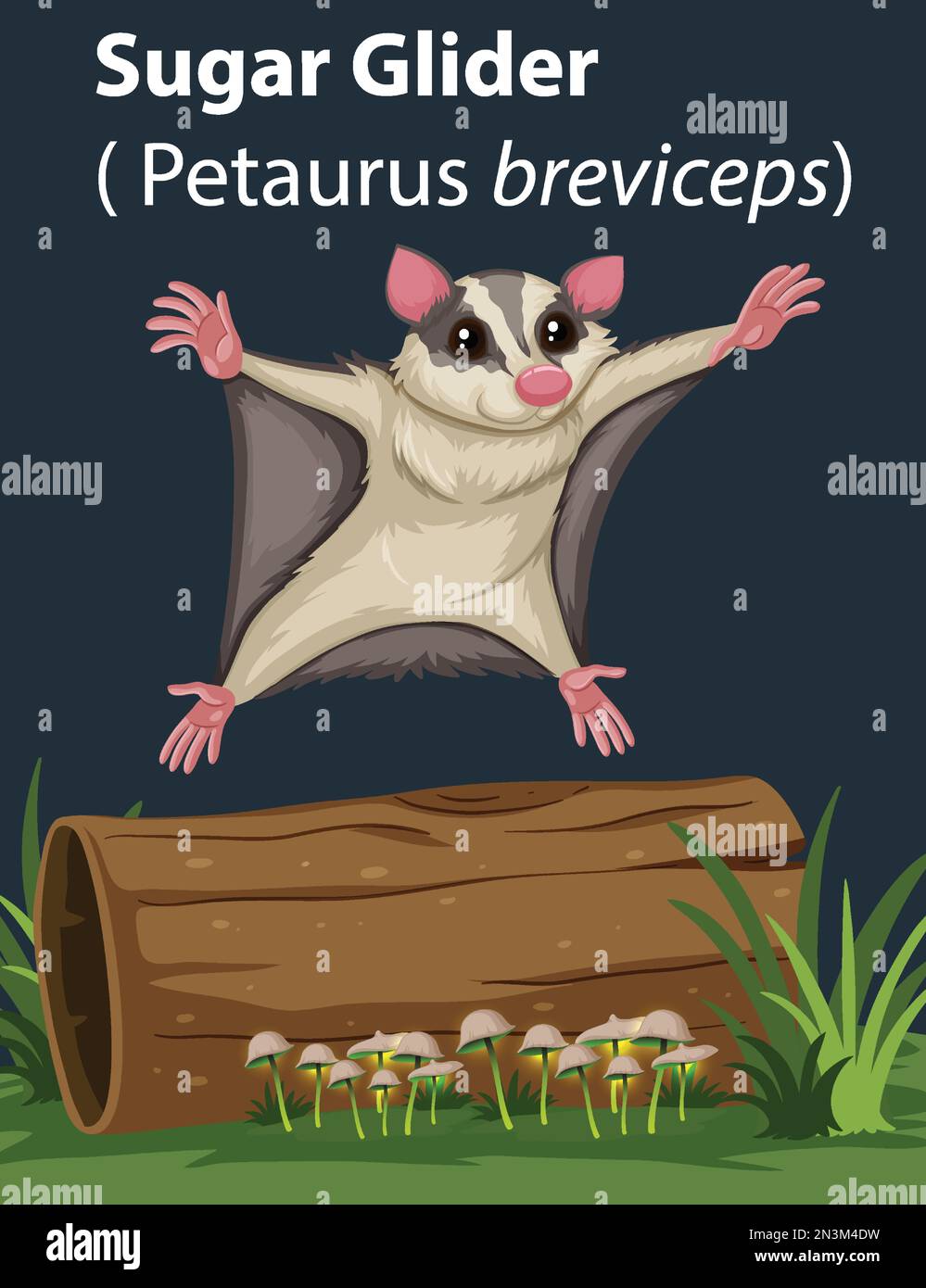 Sugar Glider animal flying illustration Stock Vector Image & Art - Alamy