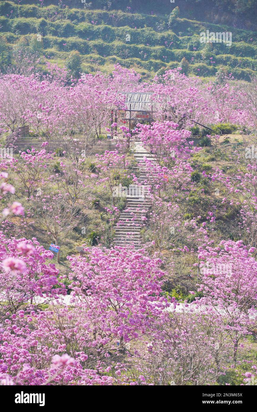 Sea of pink trumpet tree Stock Photo - Alamy