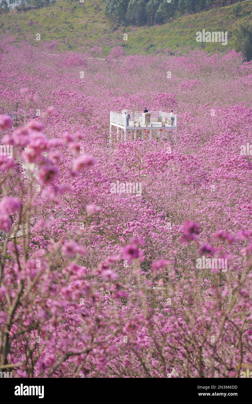 Pink trumpet tree handroanthus hi-res stock photography and images - Alamy