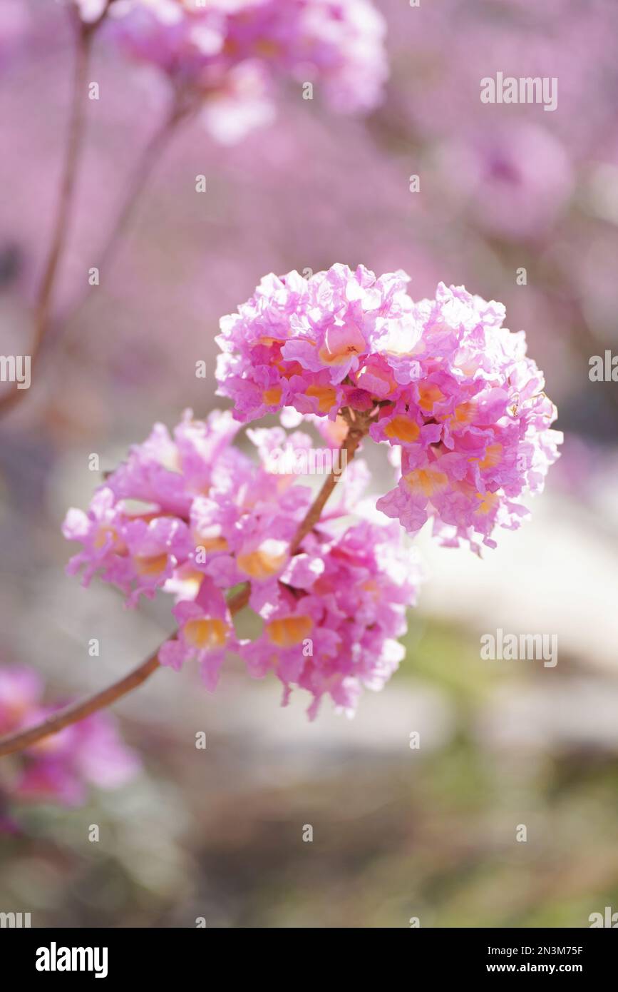Sea of pink trumpet tree Stock Photo - Alamy