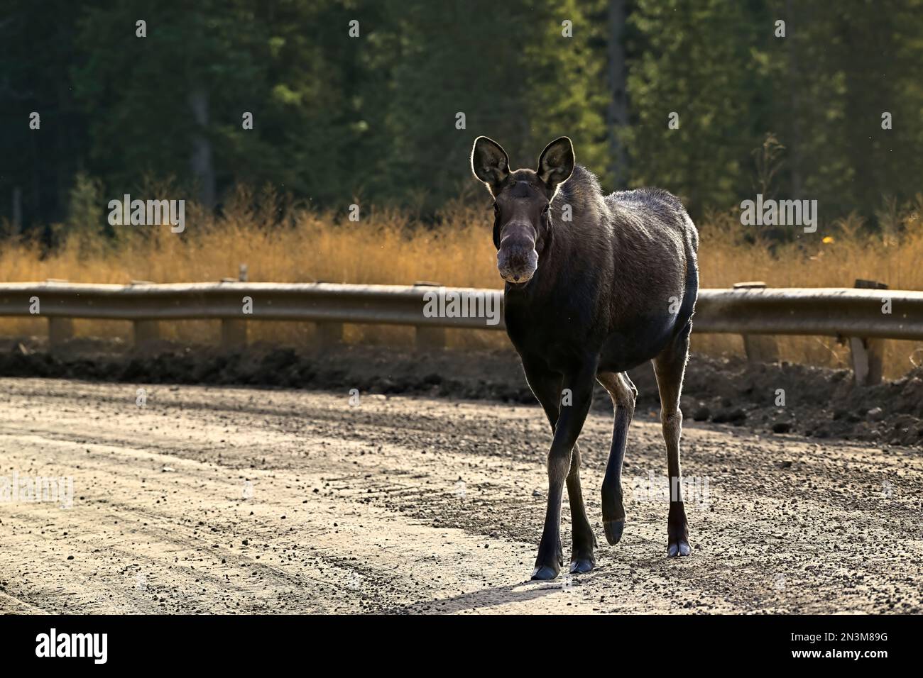A cow moose "Alces alces", walking across a dirt road in rural Alberta ...