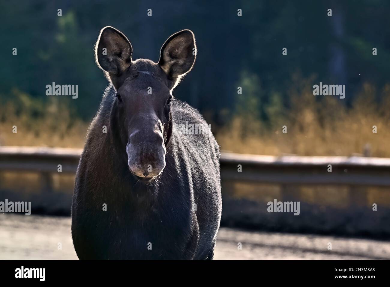 A close up portrait of a cow moose "Alces alces", posing for the ...