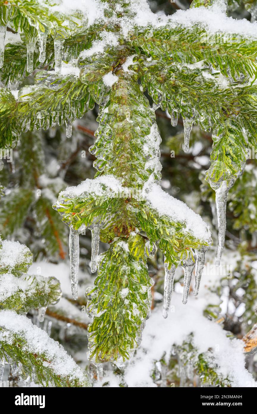 Branches covered with a crust of ice after icy rain. Natural disaster ...