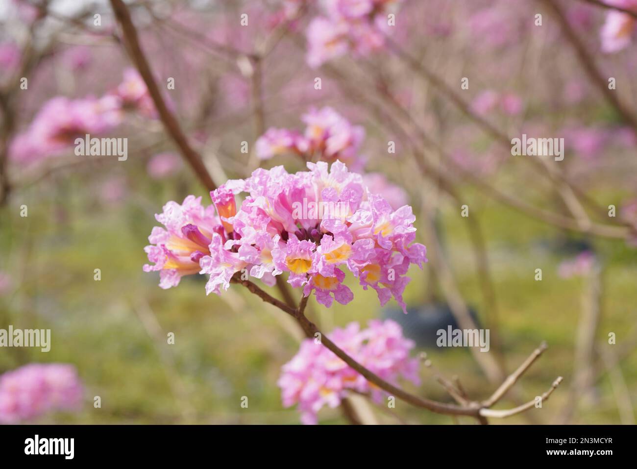 Sea of pink trumpet tree Stock Photo - Alamy