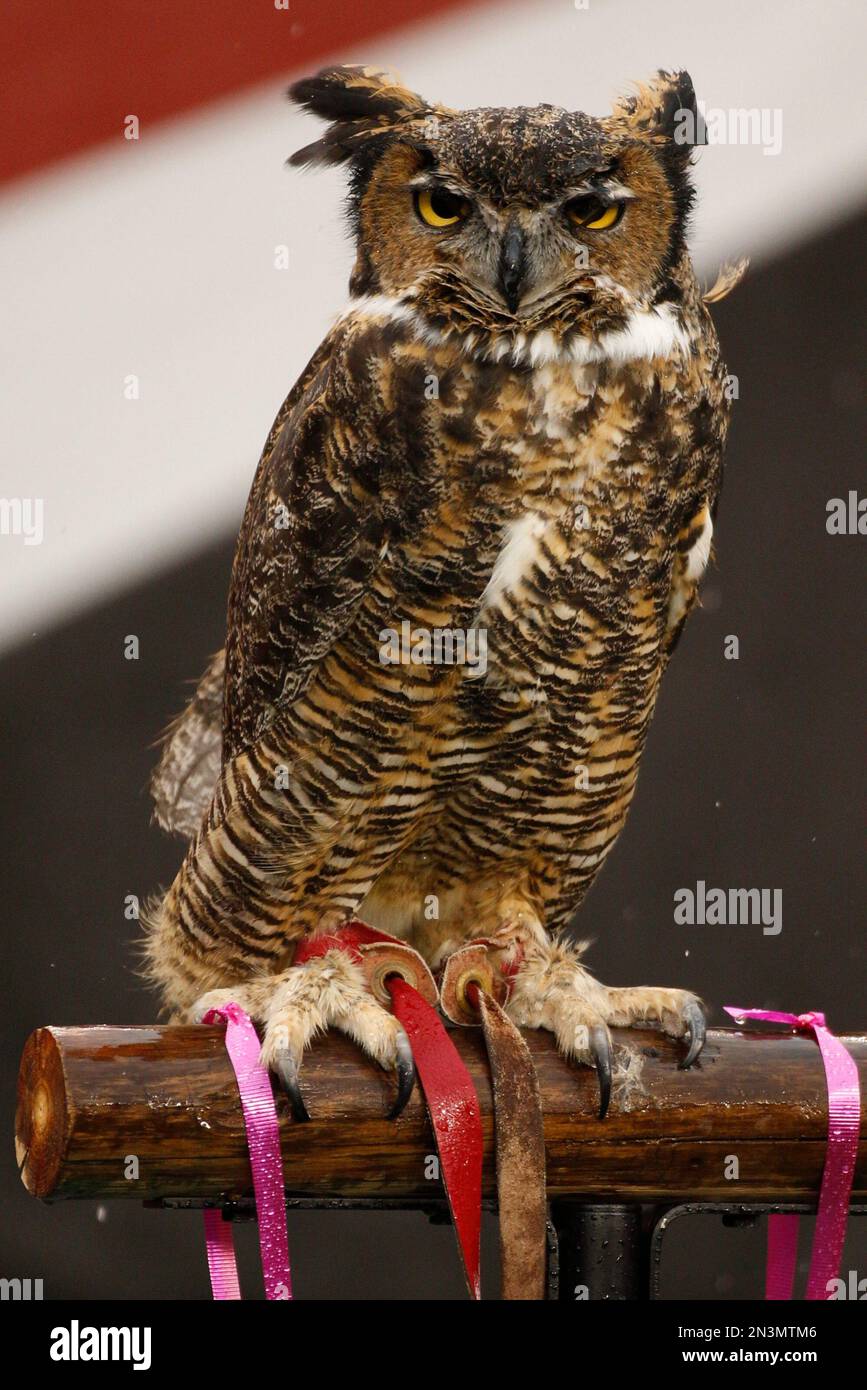 Stella, the Owl, looks on during the first half an NCAA college ...