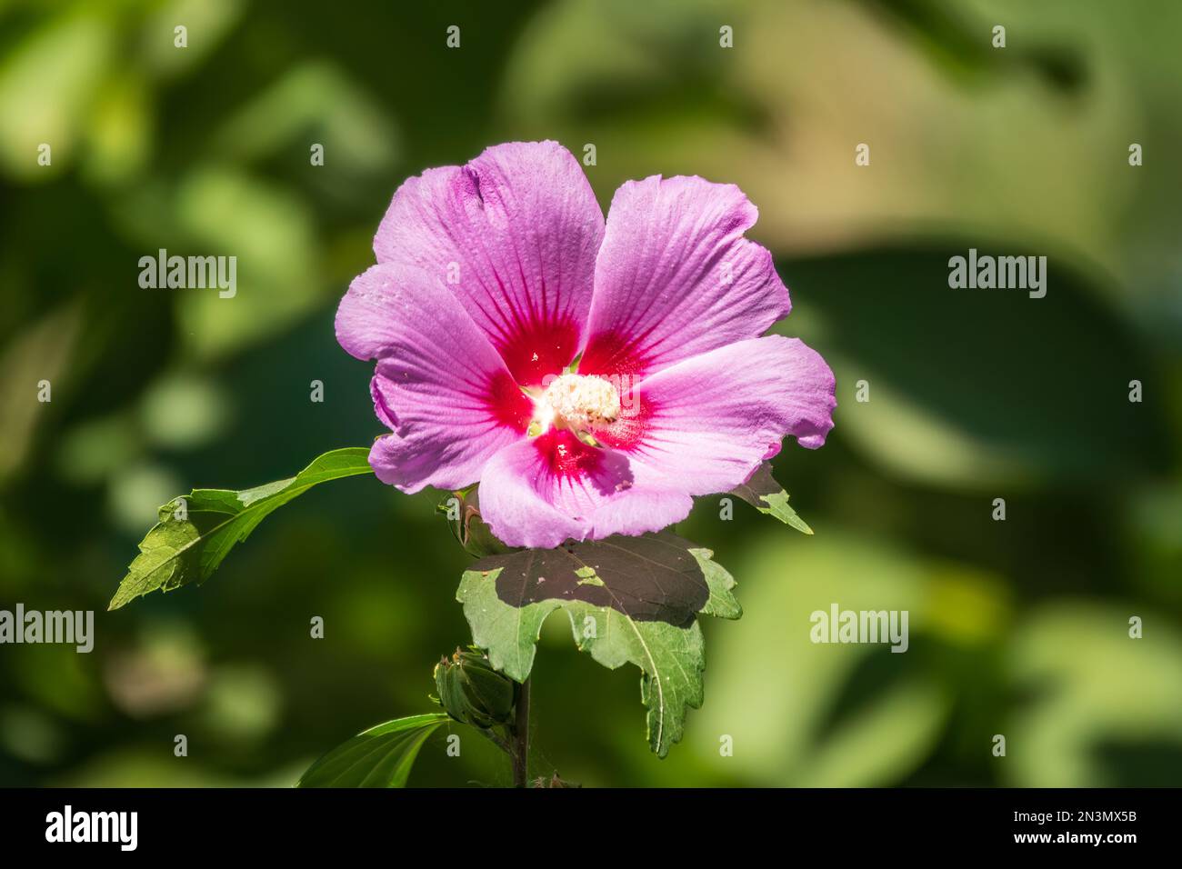Pink flowers of Hibiscus moscheutos plant close-up. Hibiscus moscheutos ...