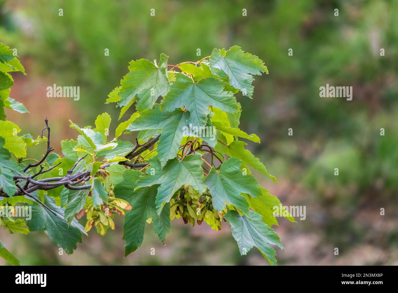 Summer branches of maple tree with green leaves and seeds. Summer ...