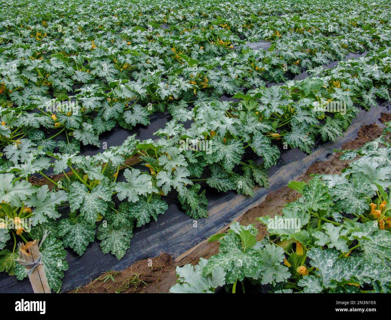 Flowering and ripe fruits of zucchini in vegetable garden in Brazil ...