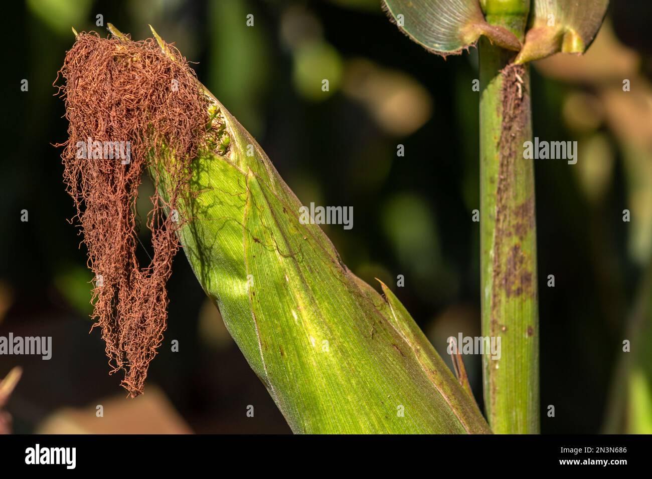 Close-up corn cob of a ripe maize, sweet corn plant in Brazil Stock ... Close-up corn cob of a ripe maize, sweet corn plant in Brazil Stock ...
