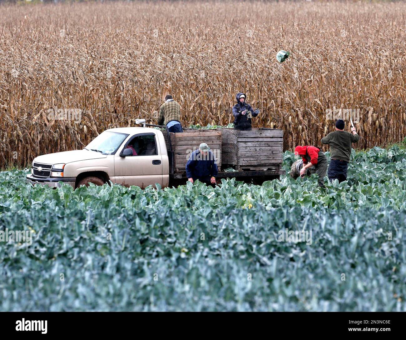 Workers in the Schoharie Valley harvest cauliflower on a rainy autumn ...