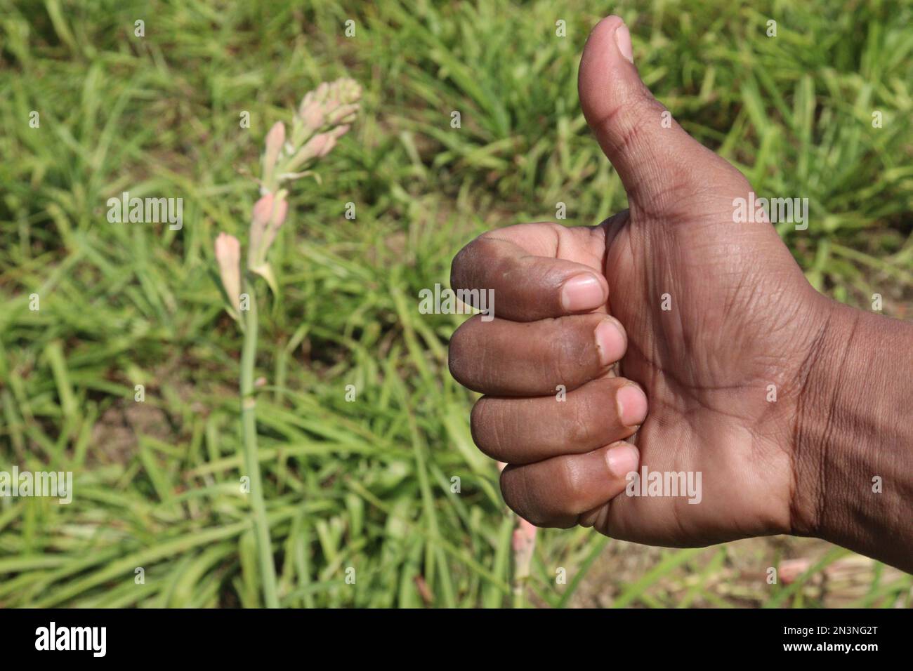 white colored tuberose flower on farm with finger sign are cash crops ...