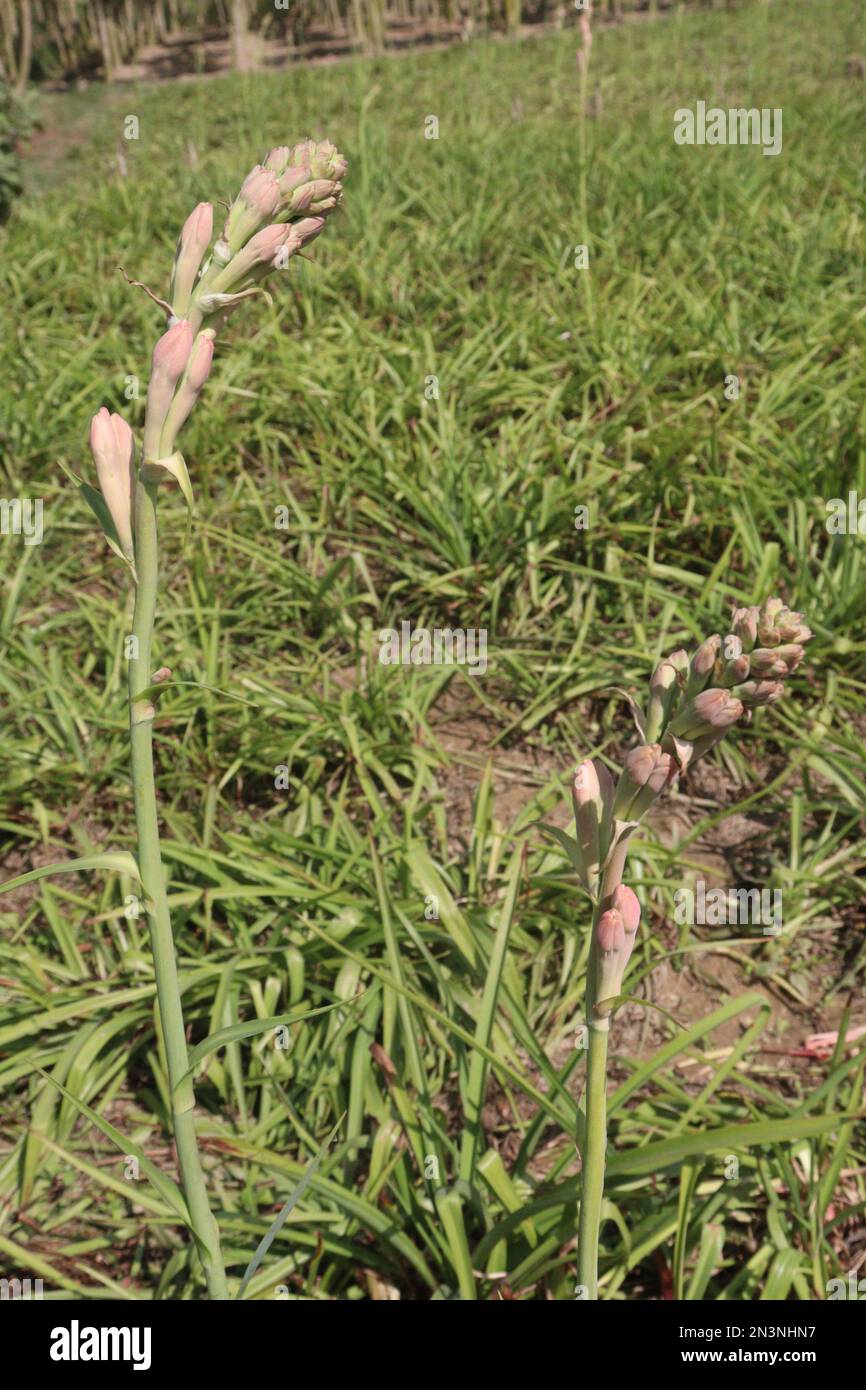 white colored tuberose flower on farm for harvest and wedding party ...