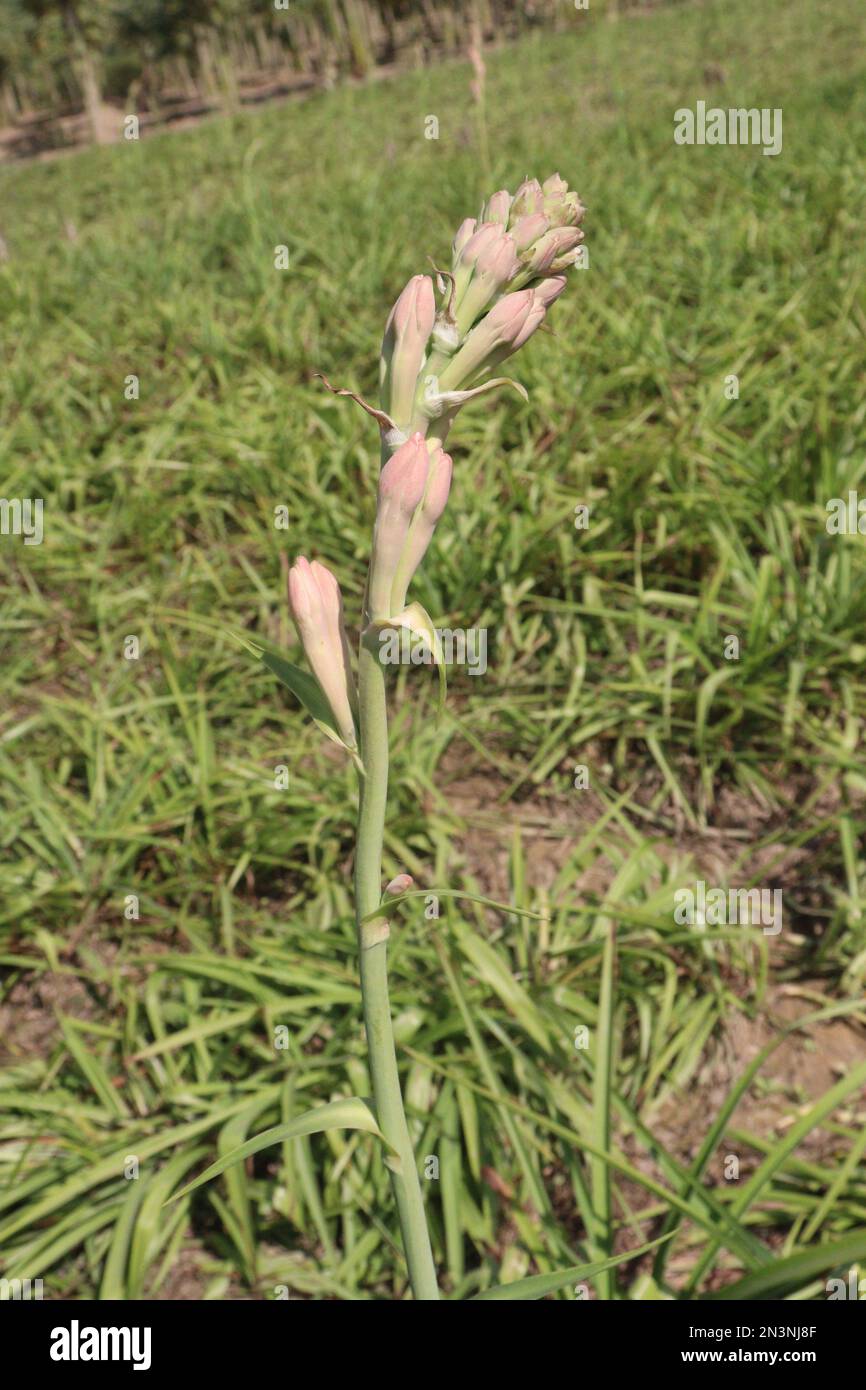 white colored tuberose flower on farm for harvest and wedding party ...