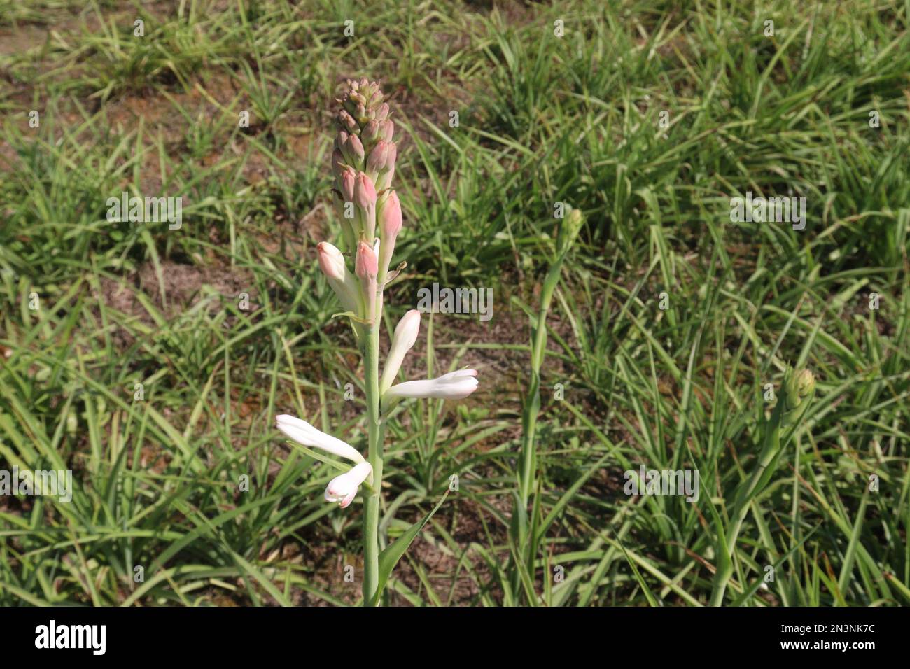 white colored tuberose flower on farm for harvest and wedding party ...