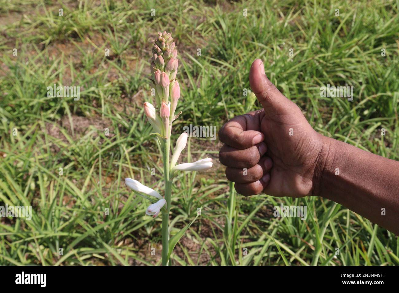white colored tuberose flower on farm with finger sign are cash crops ...