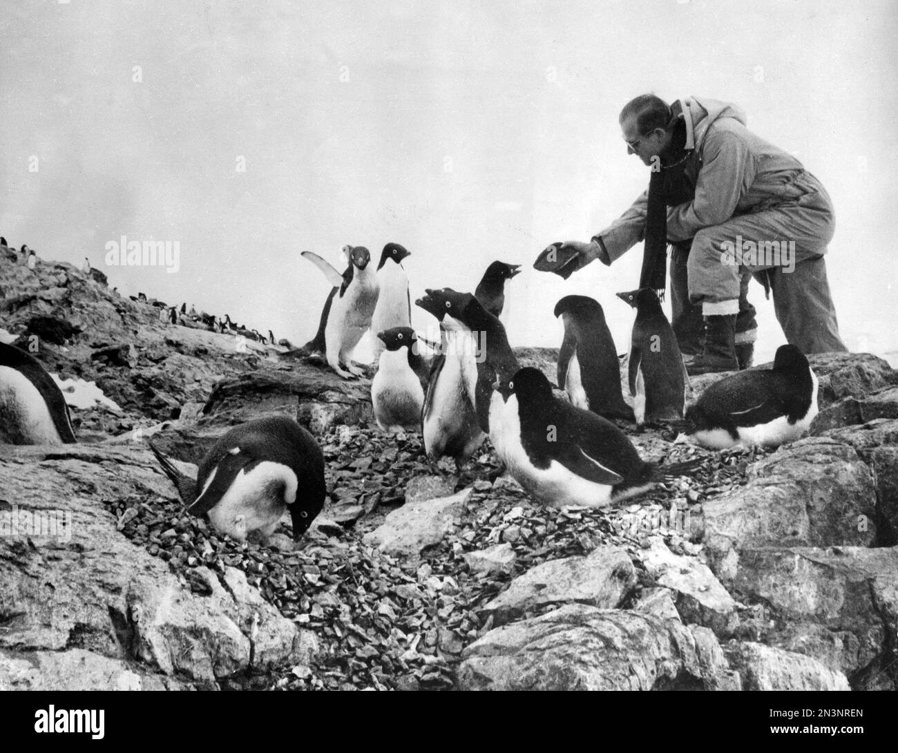 The Duke of Edinburgh feeds a flock of penguins during a visit to the ...