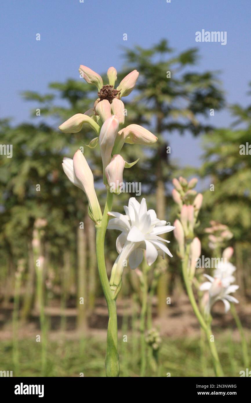 white colored tuberose flower on farm for harvest and wedding party ...