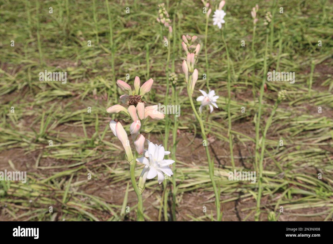 white colored tuberose flower on farm for harvest and wedding party ...