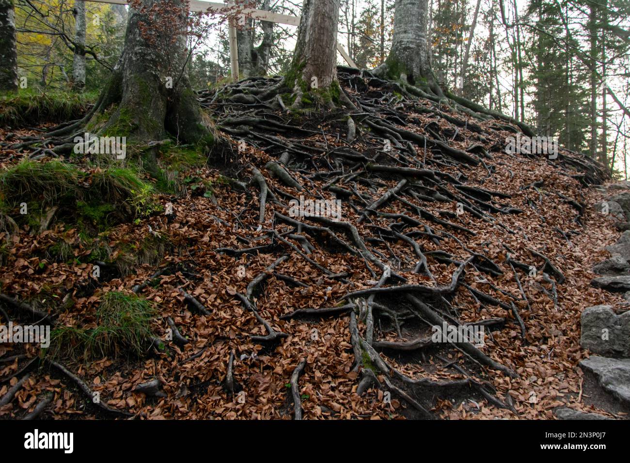 A low angle of tree roots and dry foliage covering the ground in the ...