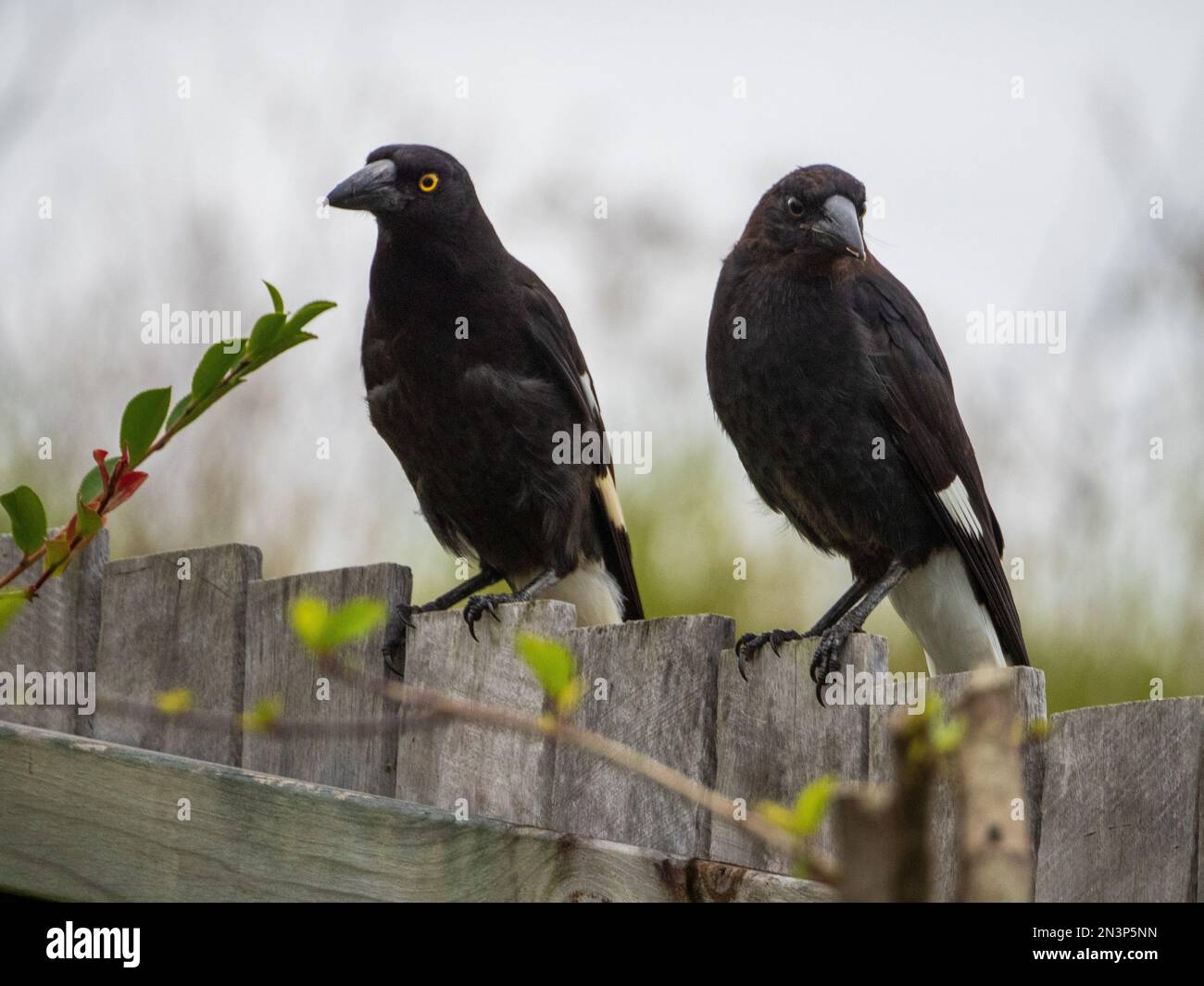 A couple of Currawongs, Australian birds, sitting on the paling ...