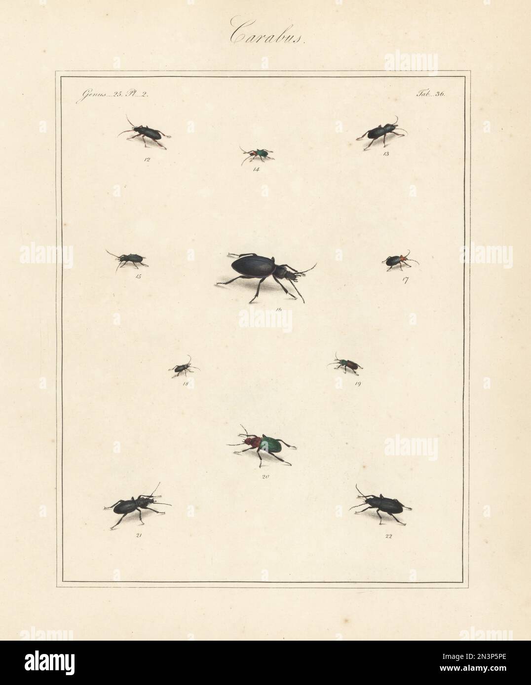 White legged harp ground beetle hi-res stock photography and images - Alamy