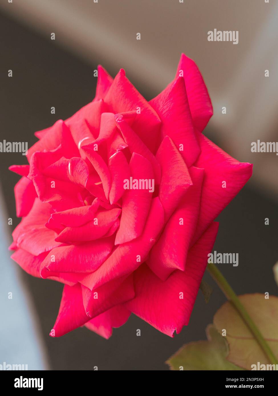 Romantic flower, red rose in full bloom, natural beauty Stock Photo - Alamy