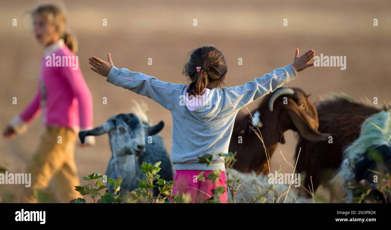 Kurdish children heard goats near the Mursitpinar border crossing ...