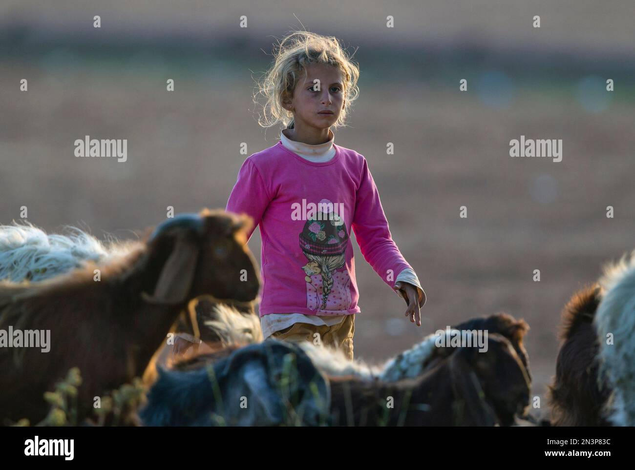 A Kurdish girl heards goats near the Mursitpinar border crossing ...