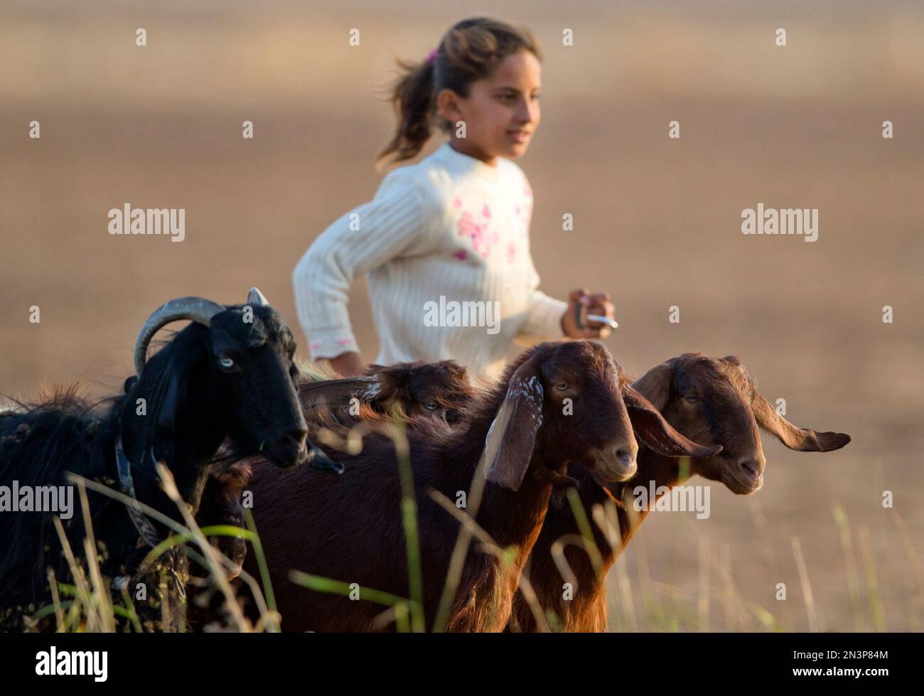 A Kurdish girl heards goats near the Mursitpinar border crossing ...