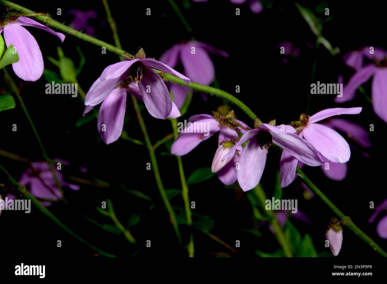 Black Eyed Susan (Tetratheca Ciliata) is a difficult flower to ...