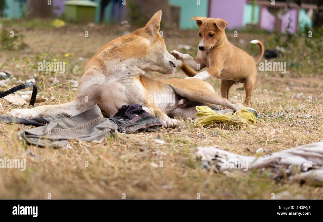 Beautiful dogs in field hi-res stock photography and images - Alamy