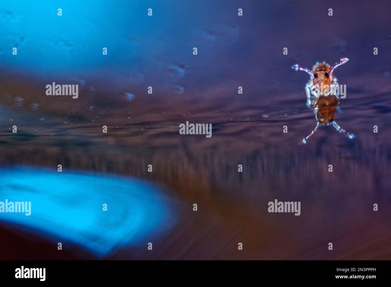 Juvenile springtail on water Stock Photo - Alamy