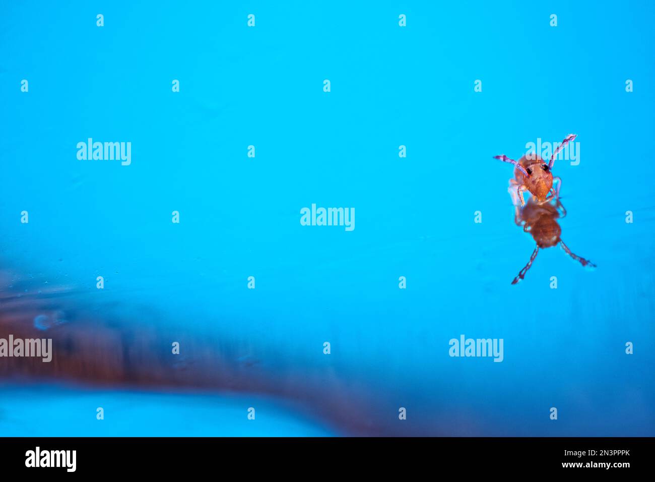 Juvenile springtail on water Stock Photo - Alamy