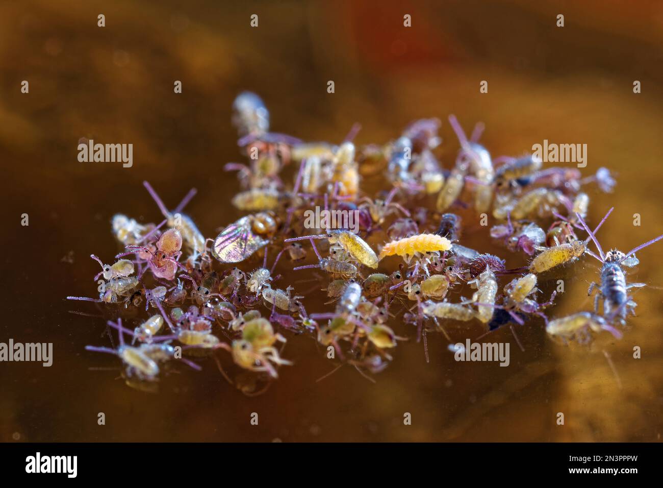 Springtails trapped in water Stock Photo - Alamy