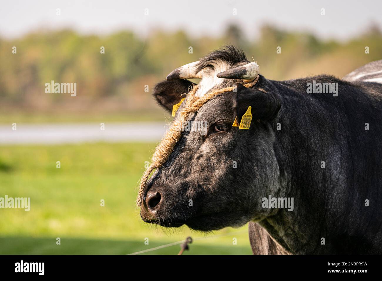 Belgian blue cattle hi-res stock photography and images - Alamy