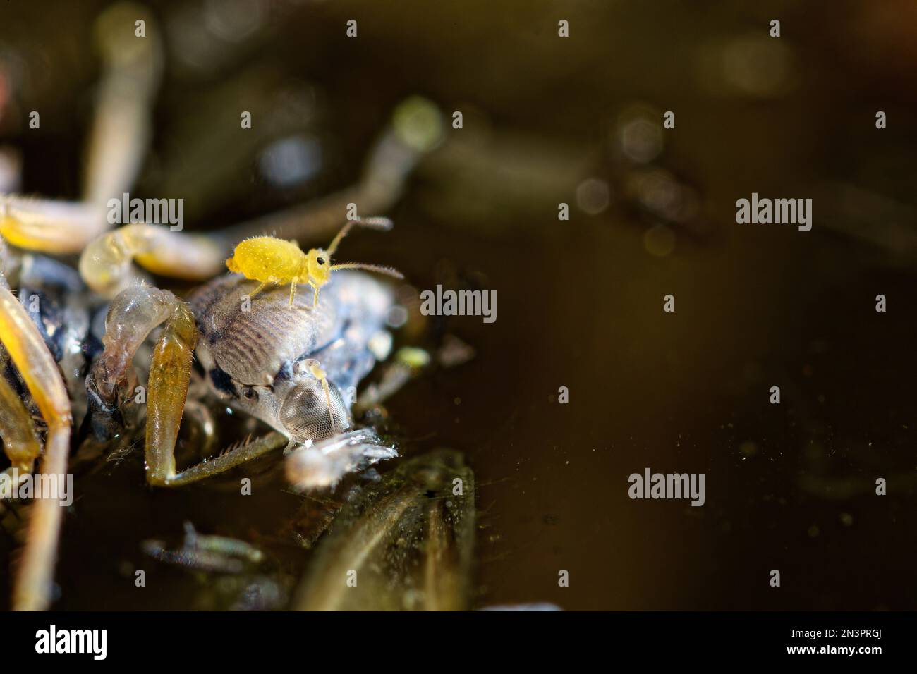 Springtail Heterosminthurus insignis and red mite on a dead insect ...