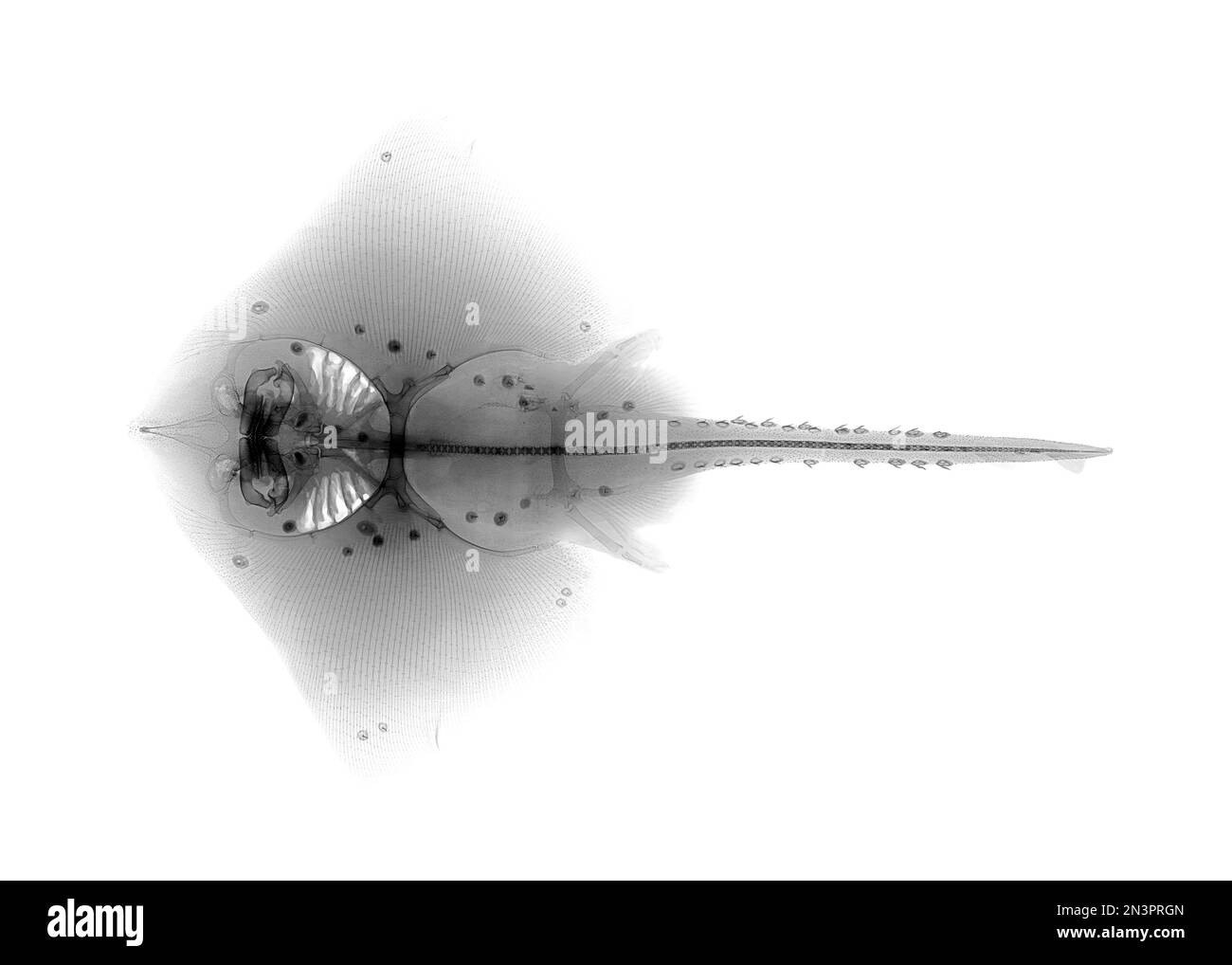 Thornback ray, X-ray Stock Photo - Alamy