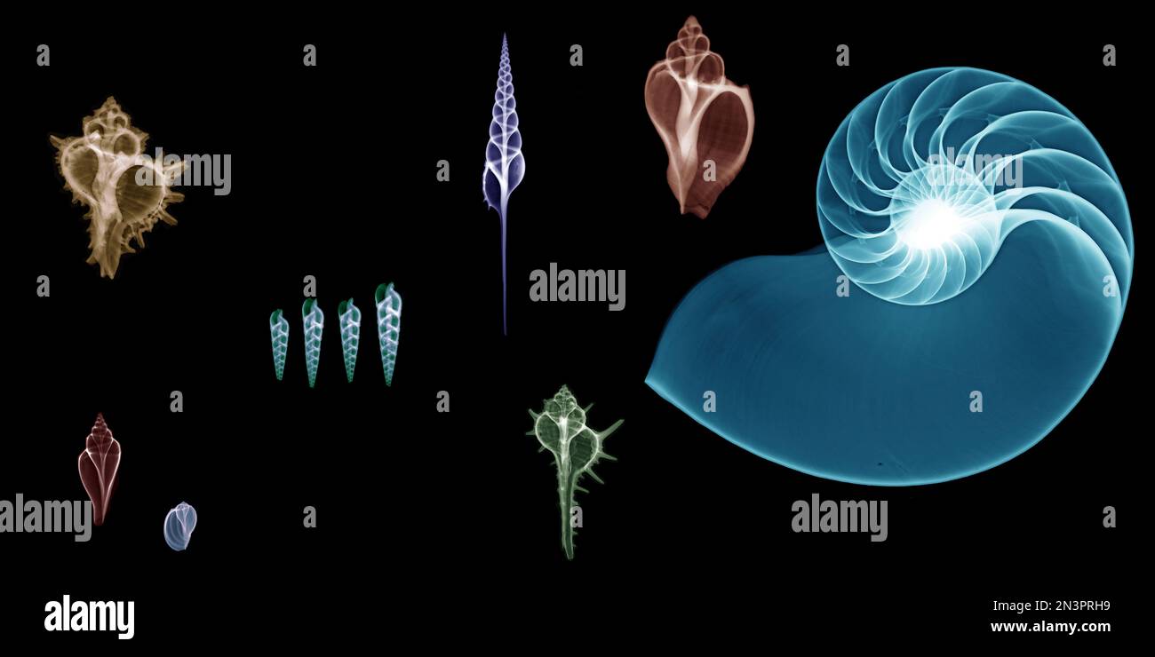 Marine snails and nautilus shells, X-ray Stock Photo - Alamy