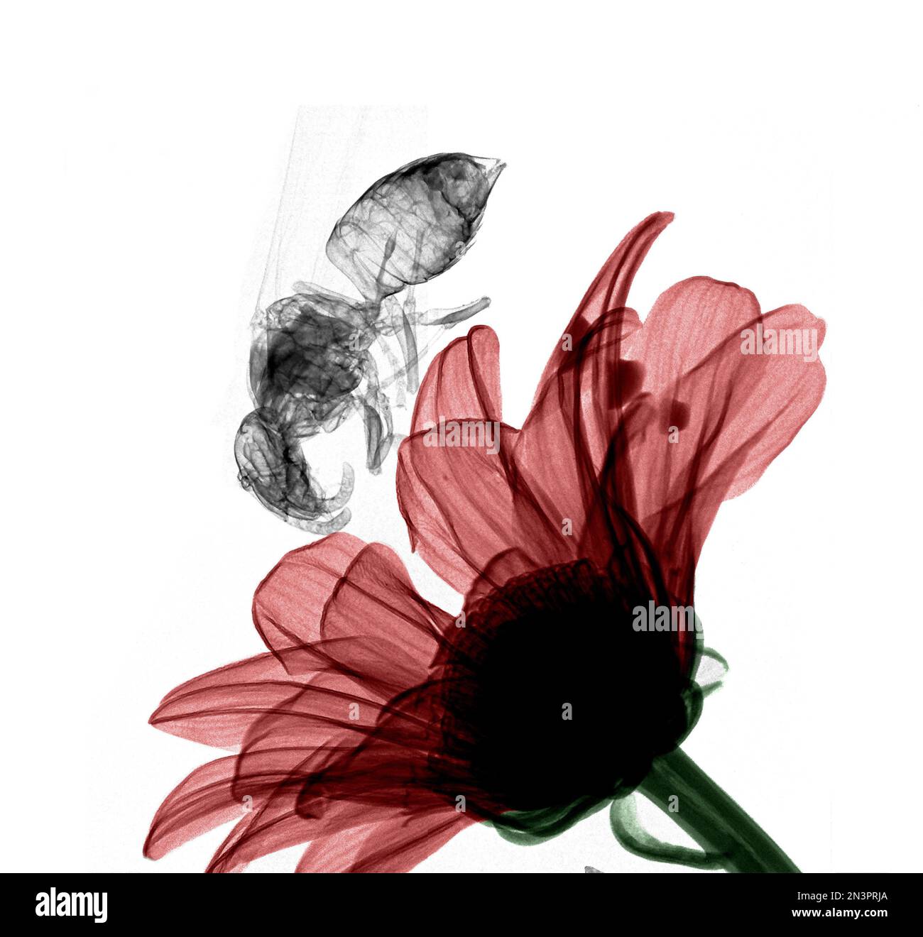 Honeybee visiting a flower, X-ray Stock Photo - Alamy