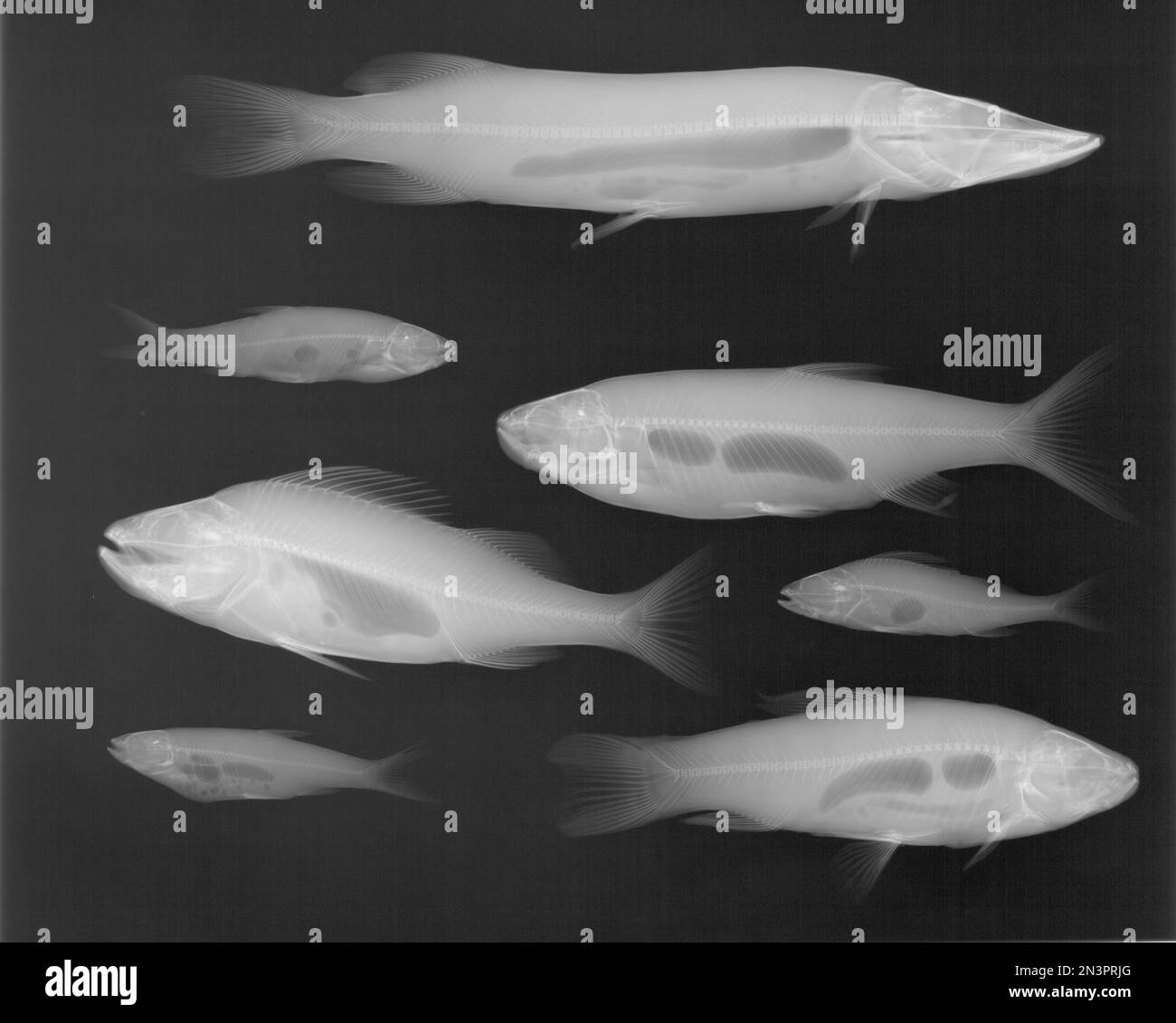 Freshwater fish, X-ray Stock Photo - Alamy